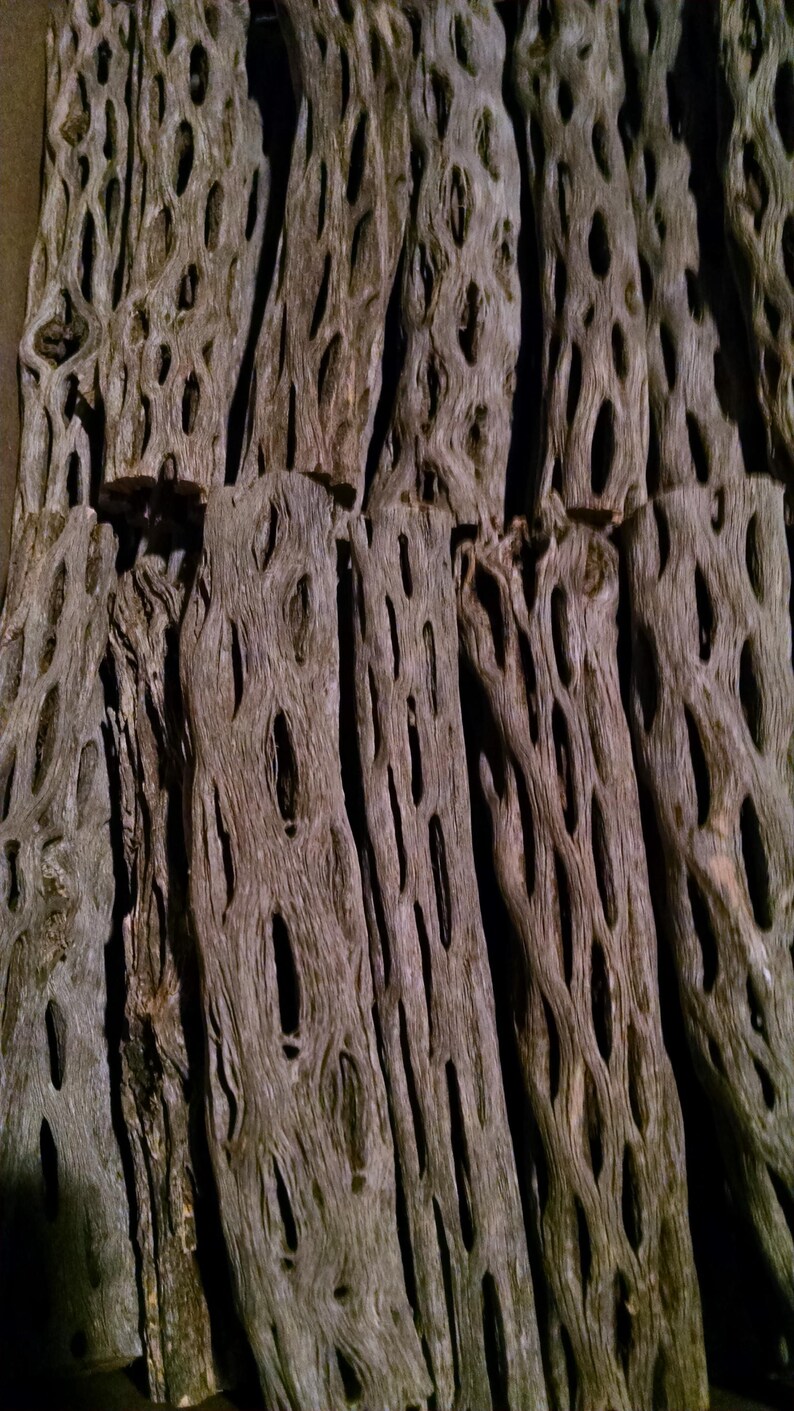 250 Cholla Cactus Wood, 6 Inch by 3/4 to 1 Inch, ORGANIC, Untreated ...