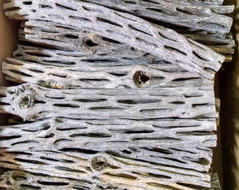100 Cholla Cactus Wood, 6 Inch by 3/4 to 1 Inch, ORGANIC, Untreated ...