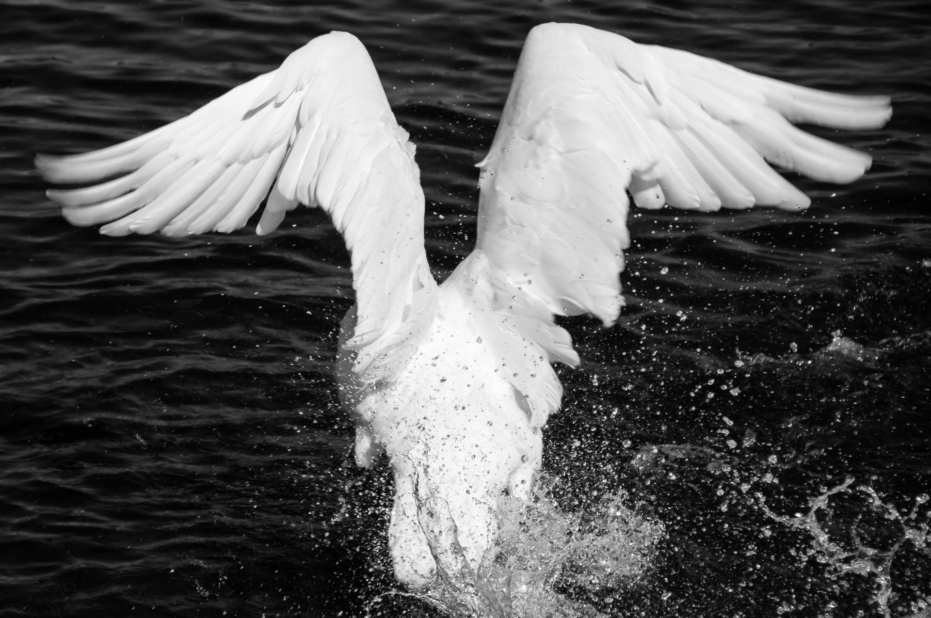 Swan Landing Angel Wings Impresión de fotografía - Etsy España