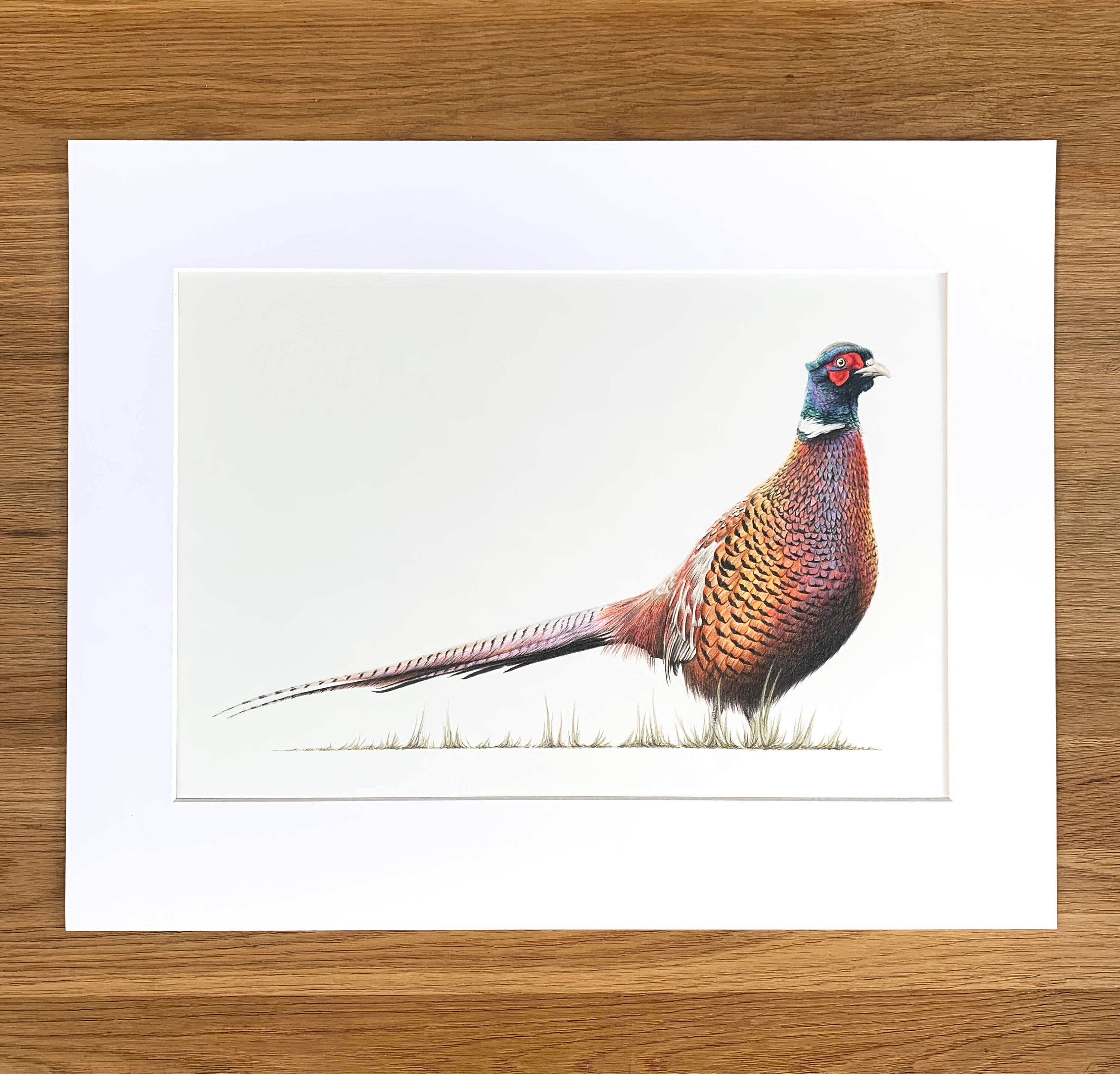 Pheasant Drawing
