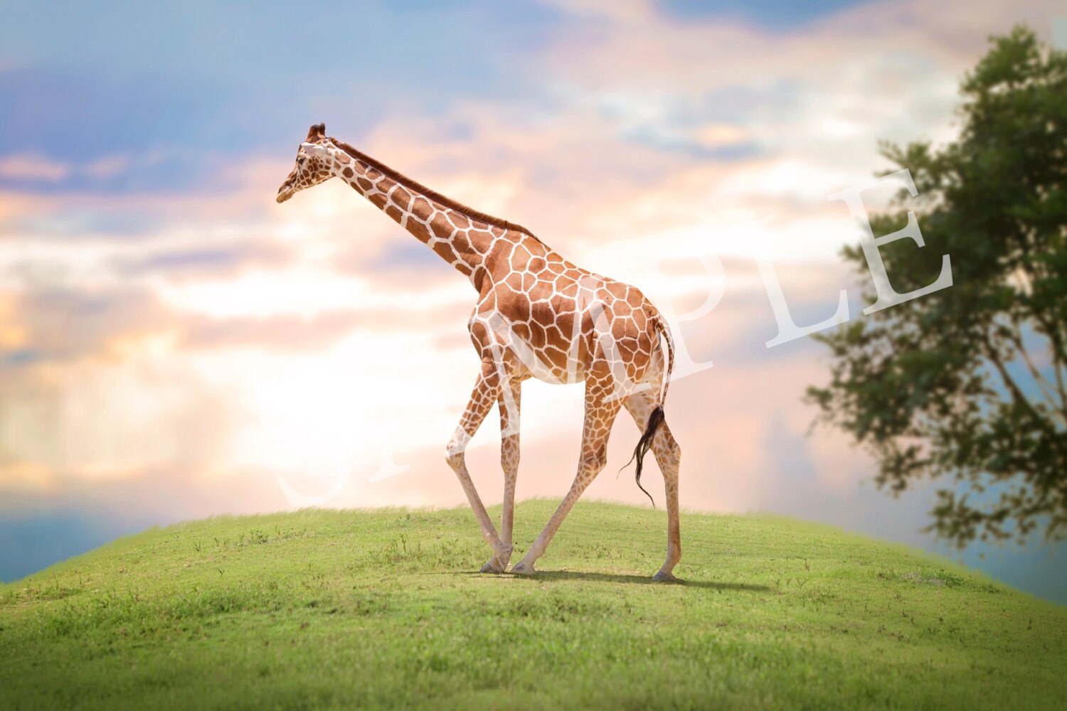 LIMITED EDITION Giraffe Digital Backdrop | Etsy