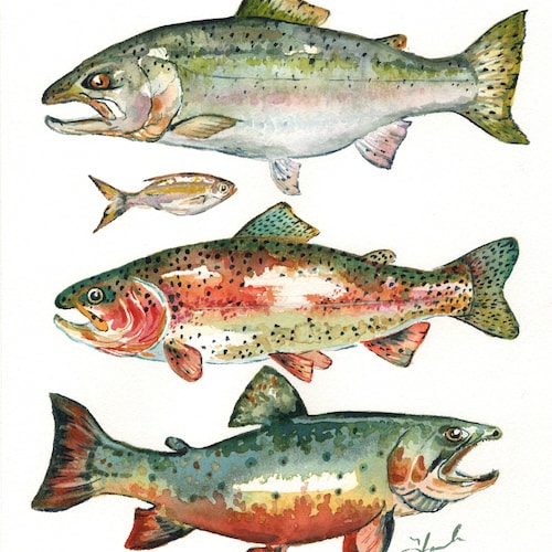 STEELHEAD TROUT Archival Print of Original Fish Painting - Etsy