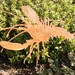 Rusty Lobster Seaside Decor / Rusty Metal Lobster Sculpture / Rusty ...