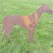 Rusty Metal Greyhound Garden Sculpture / Metal Greyhound - Etsy