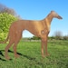 Rusty Metal Greyhound Garden Sculpture / Metal Greyhound - Etsy