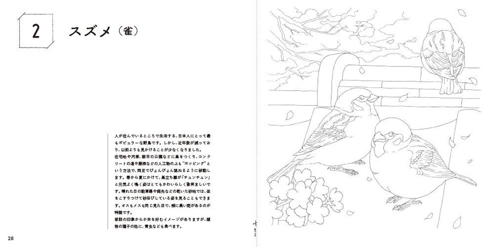 Adult Sketch Coloring Book Wild Birds of Japan Cute Bird - Etsy
