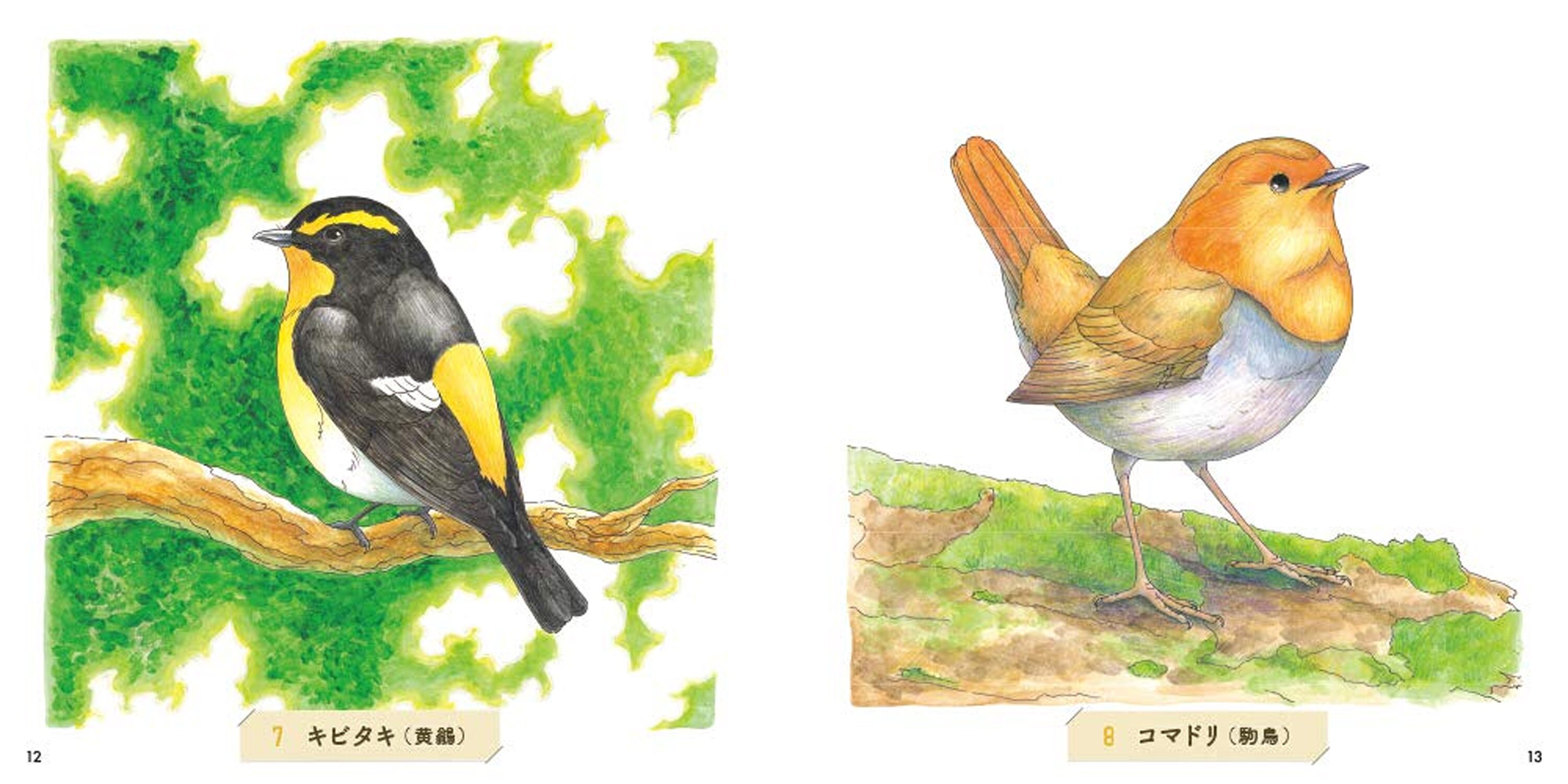 Adult Sketch Coloring Book Wild Birds of Japan Cute Bird - Etsy