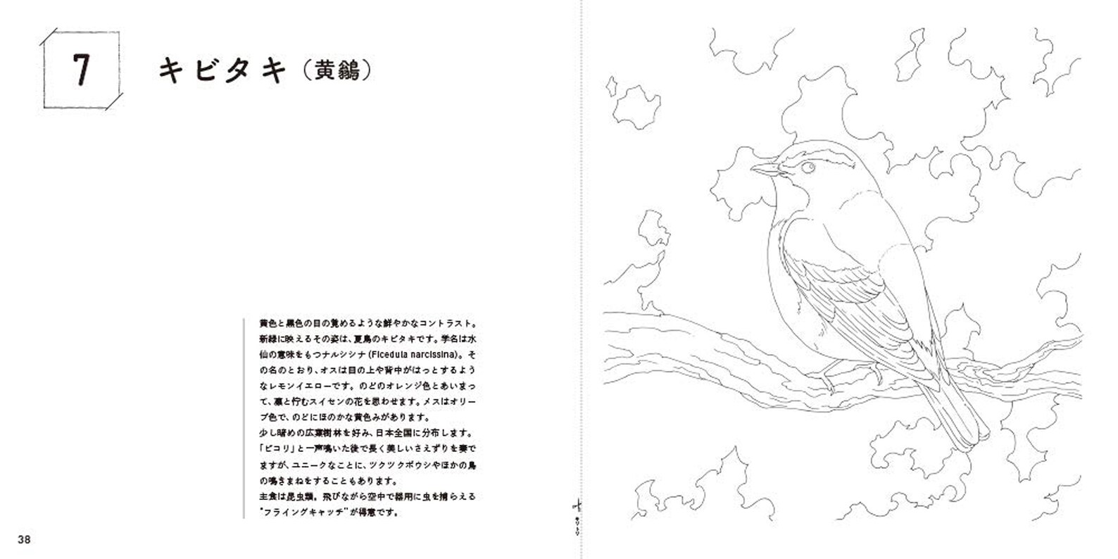 Adult Sketch Coloring Book Wild Birds of Japan Cute Bird - Etsy