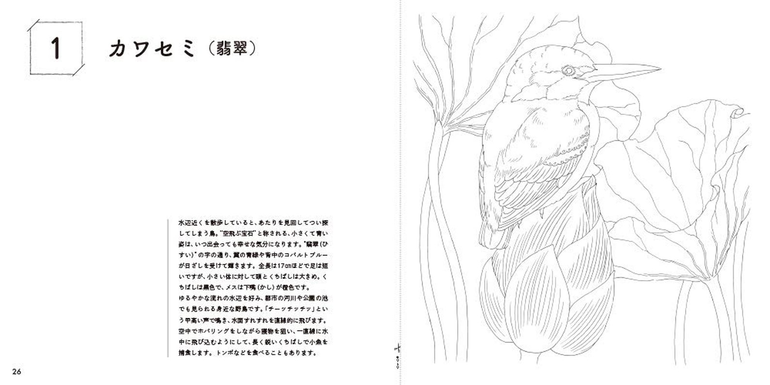 Adult Sketch Coloring Book Wild Birds of Japan Cute Bird - Etsy