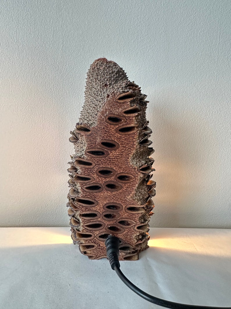 Banksia Dimmable Lamp With Natural Live Edge Ambient Light - Etsy