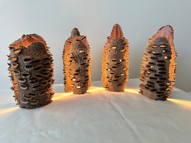 Banksia Dimmable Lamp With Natural Live Edge Ambient Light - Etsy
