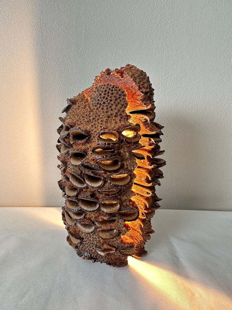 Banksia Dimmable Lamp With Natural Live Edge Ambient Light - Etsy