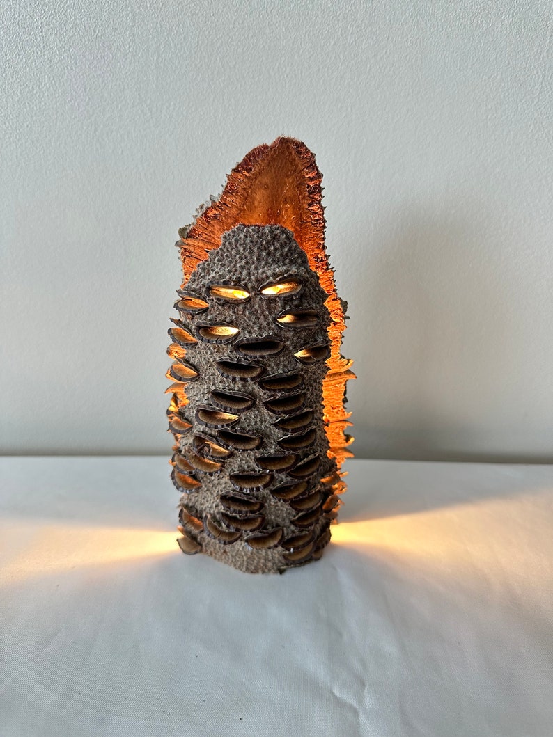 Banksia Dimmable Lamp With Natural Live Edge Ambient Light - Etsy