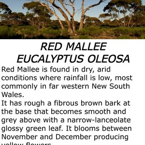 Red Mallee Burl and Coolibah Burl Bowls With Natural Live Edge Set of 3 - Etsy