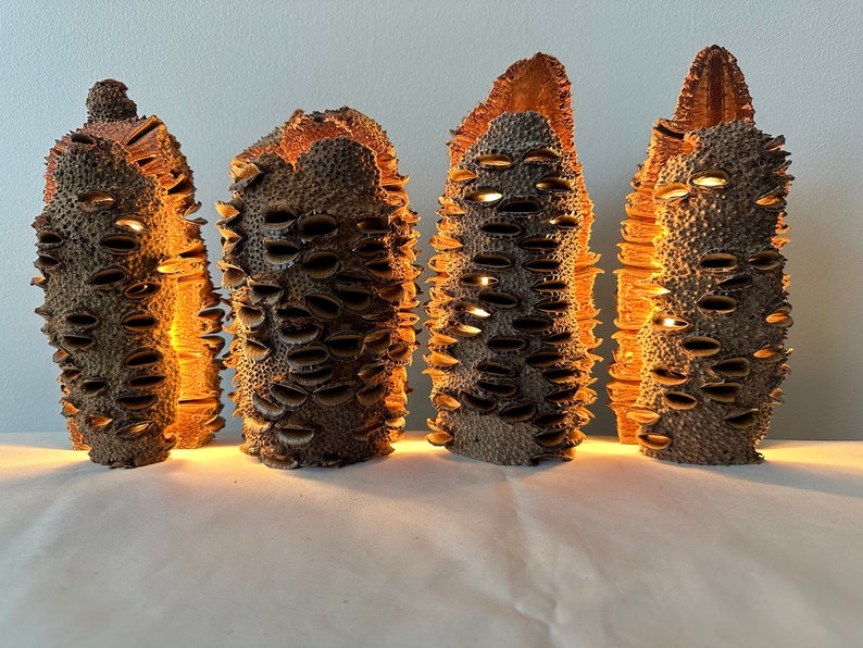 Banksia Dimmable Lamp With Natural Live Edge Ambient Light - Etsy
