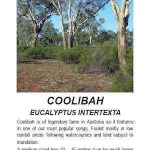 Coolibah Burl Box - Etsy