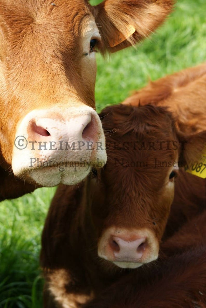 Fine Art Fotografie Rinder Kuh Kalb Mutter Kind - Etsy.de