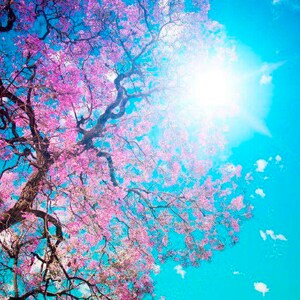 Cherry Blossom Ceiling Sticker Ceiling Decor Blooming Sakura Branch ...