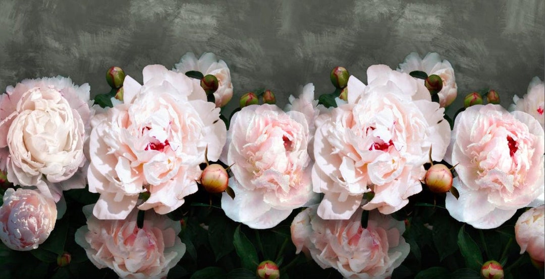 EXTRA LARGE ***peony Flower on Gray Concrete Background*** Vinyl ...