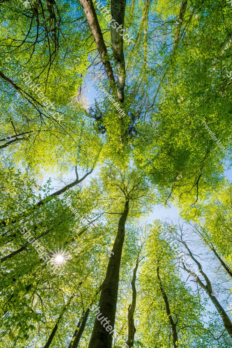 Green Trees Sky Ceiling Sticker Ceiling Decor Leaves Green | Etsy