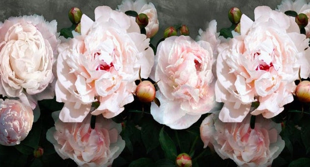 EXTRA LARGE ***peony Flower on Gray Concrete Background*** Vinyl ...