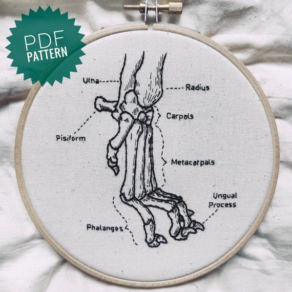 Labelled Canine Dog Paw Anatomy PDF Embroidery Pattern | Etsy
