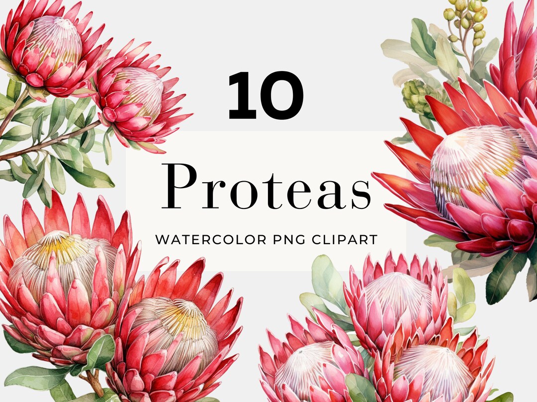Watercolor Protea Clipart: Floral Illustration Bundle (instant Download ...