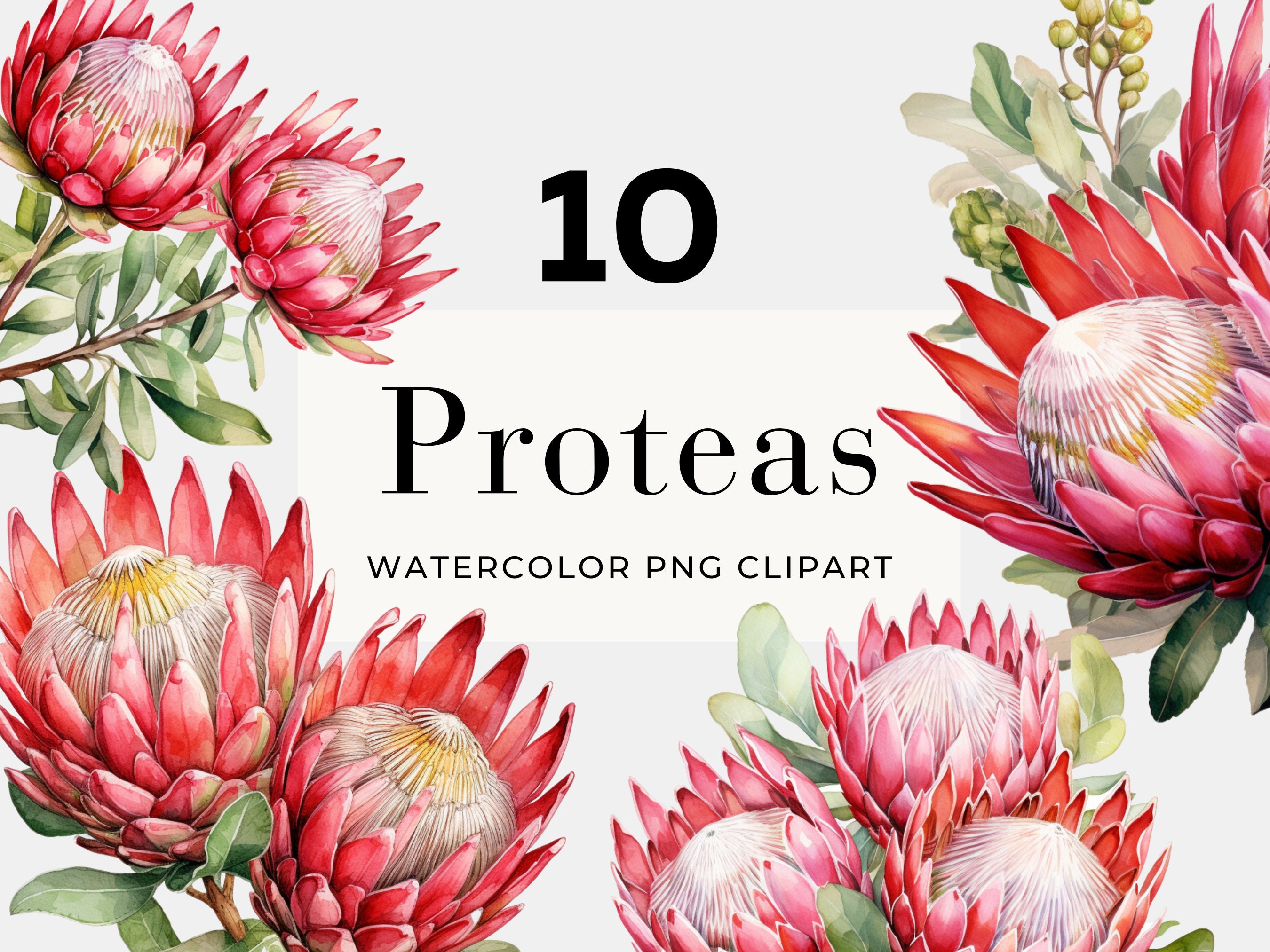 Watercolor Protea Clip Art, Instant Download, Wildflower Clipart ...