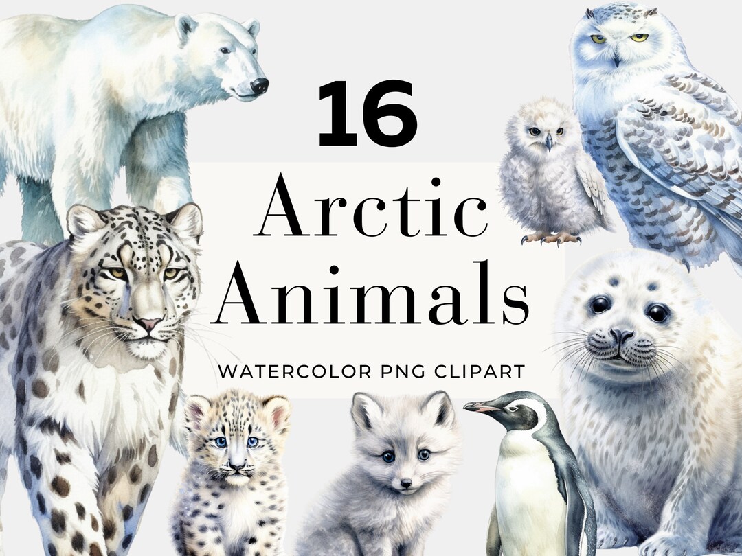 Watercolor Arctic Animal Clipart, Instant Download, Winter PNG, Winter ...