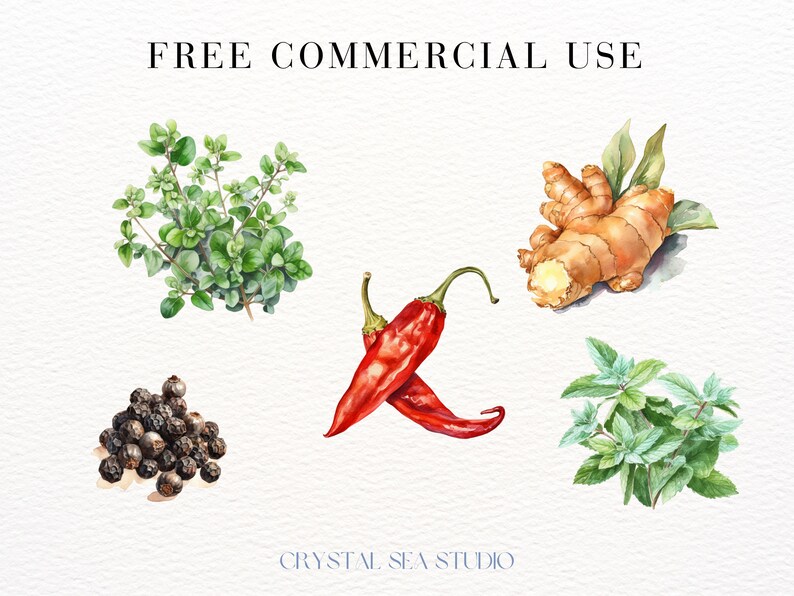 Watercolor Herbs & Spices Clipart: 20 PNG Images (commercial Use ...