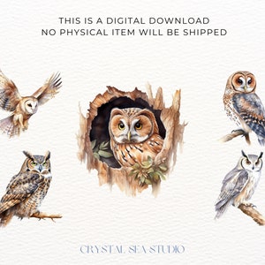 Watercolor Owl Clipart, Instant Download, Owl PNG, Bird Clipart - Etsy