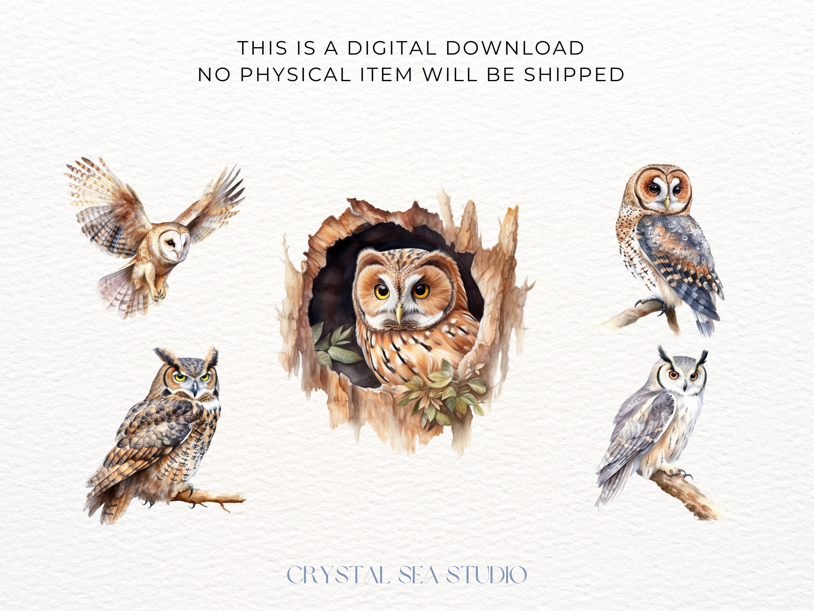 Watercolor Owl Clipart, Instant Download, Owl PNG, Bird Clipart - Etsy