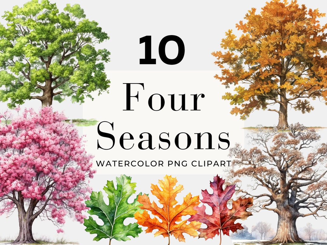 Watercolor Four Seasons Tree Clipart: Oak Tree PNG (instant Download ...