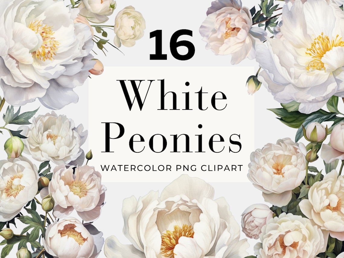 Watercolor White Peonies Clipart Instant Download Botanical - Etsy