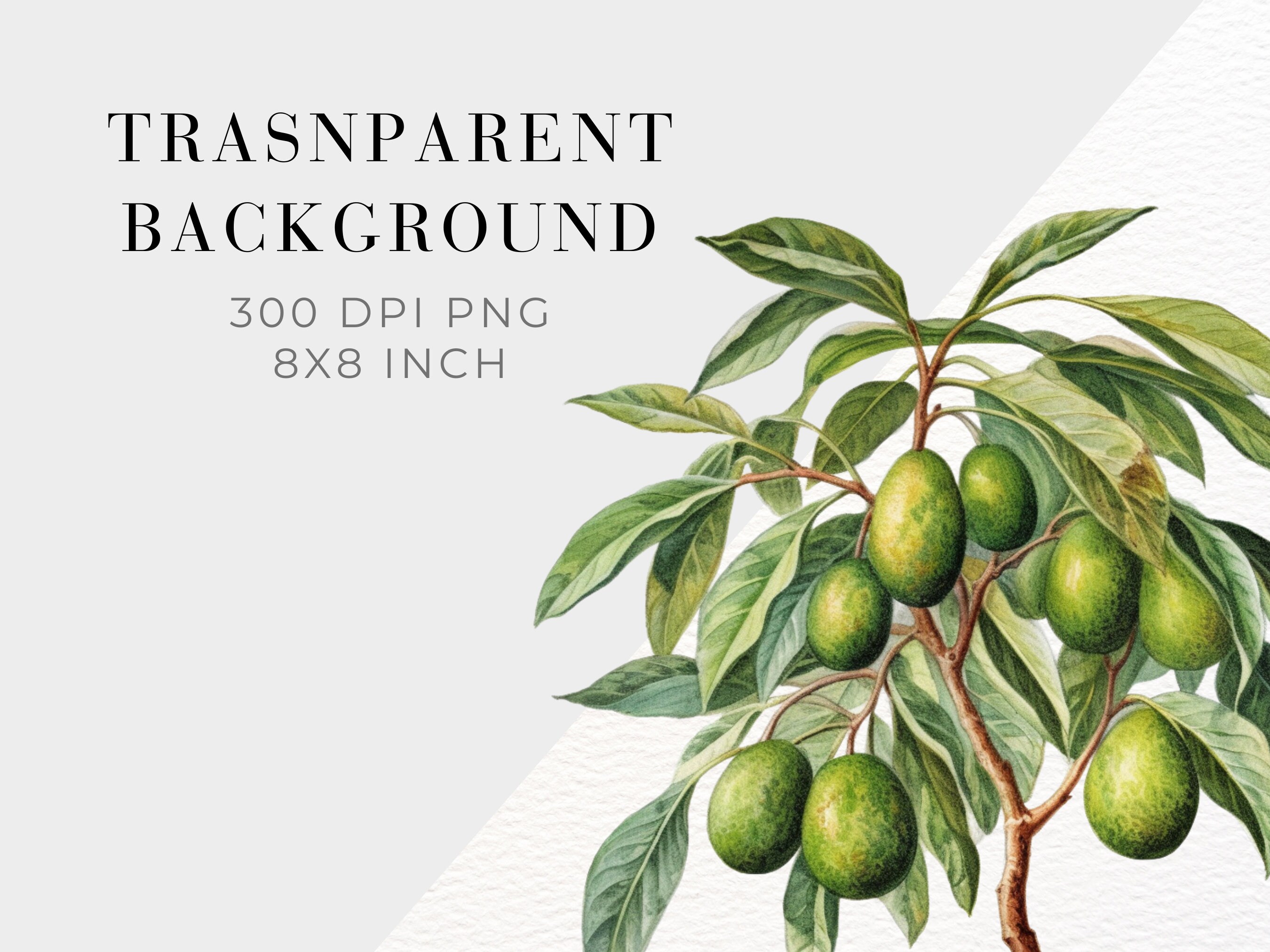 Watercolor Avocado Clipart, Instant Download, Avocado PNG, Food Clipart ...