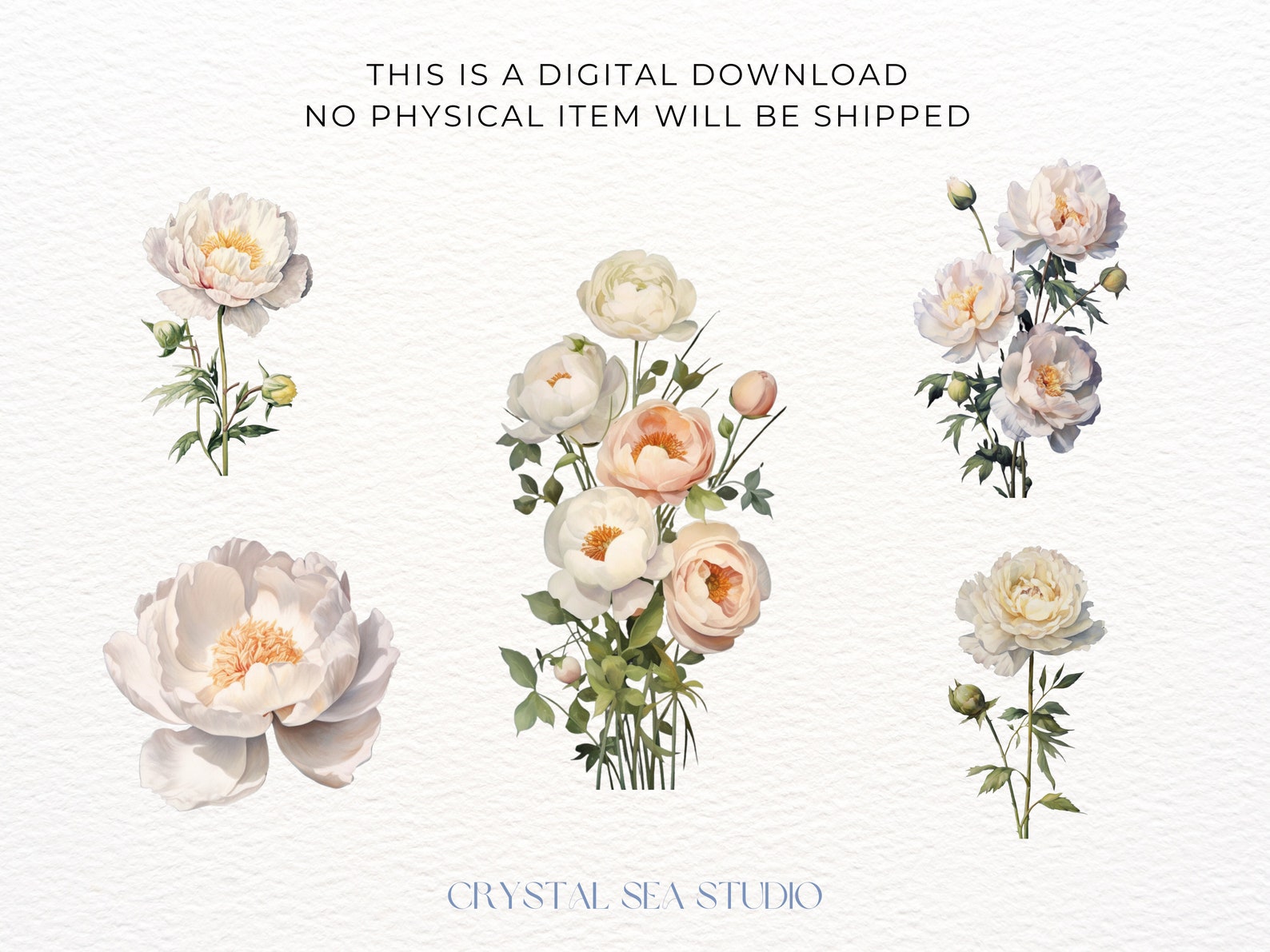 Watercolor White Peonies Clipart Instant Download Botanical - Etsy