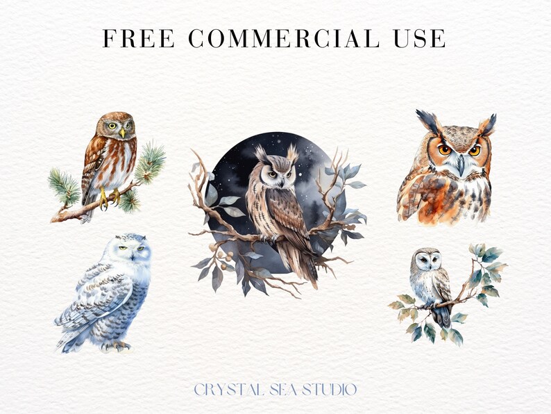Watercolor Owl Clipart: 30 PNG Bird Images (digital Download) - Etsy