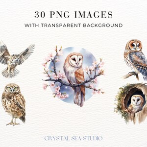 Watercolor Owl Clipart, Instant Download, Owl PNG, Bird Clipart - Etsy