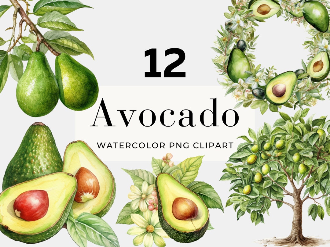 Watercolor Avocado Clipart, Instant Download, Avocado PNG, Food Clipart ...