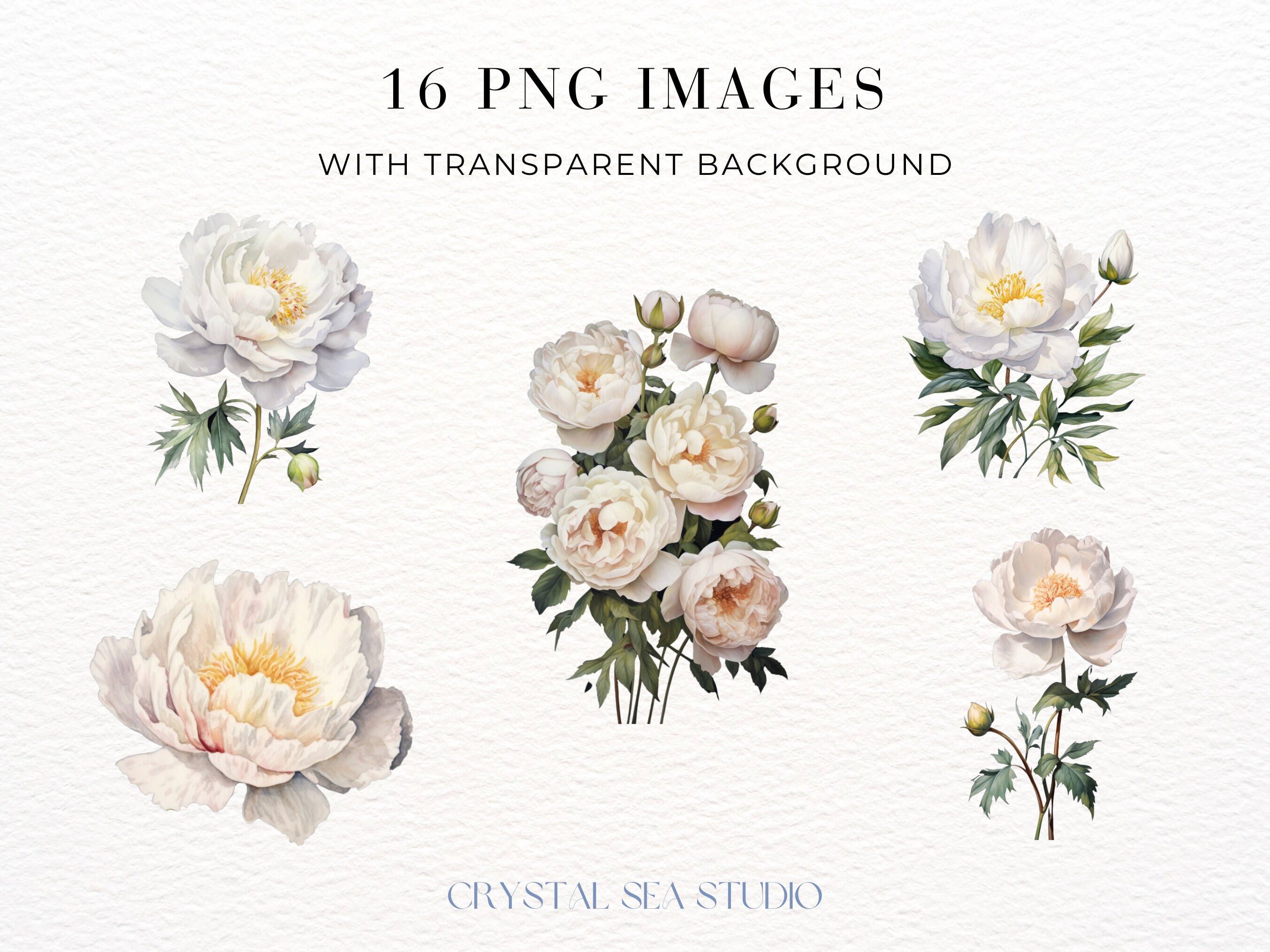 Watercolor White Peonies Clipart Instant Download Botanical - Etsy