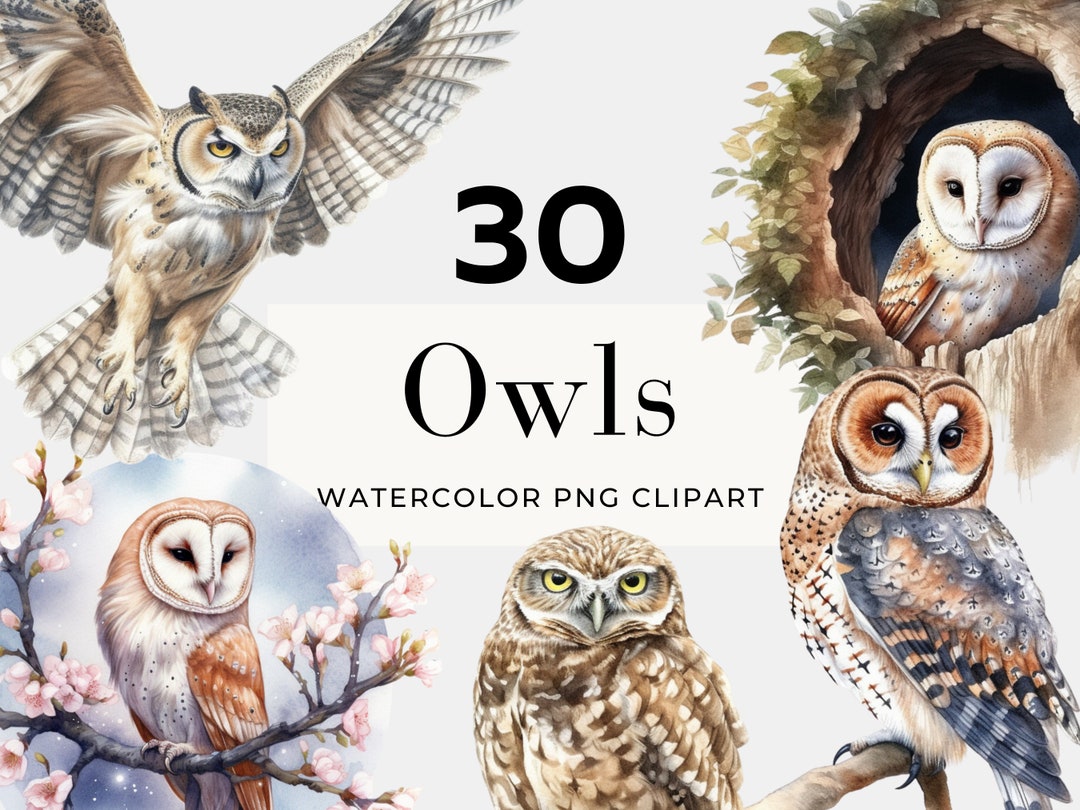 Watercolor Owl Clipart, Instant Download, Owl PNG, Bird Clipart - Etsy
