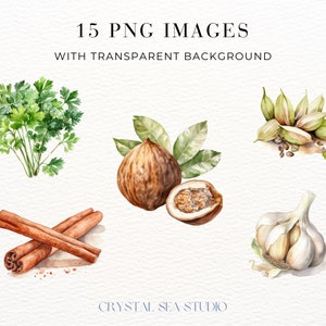 Watercolor Herbs & Spices Clipart, Commercial Use, Herb Clipart ...