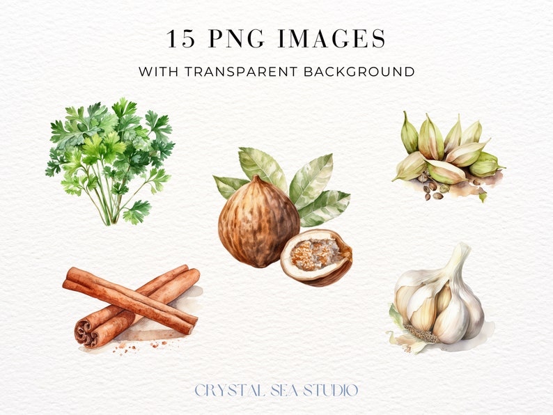 Watercolor Herbs & Spices Clipart: 20 PNG Images (commercial Use ...
