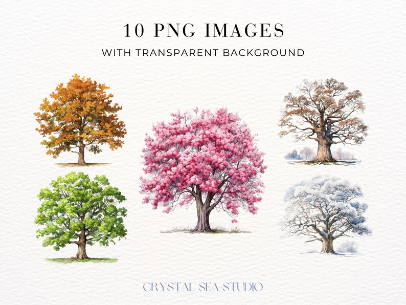 Watercolor Four Seasons Tree Clipart: Oak Tree PNG (instant Download ...