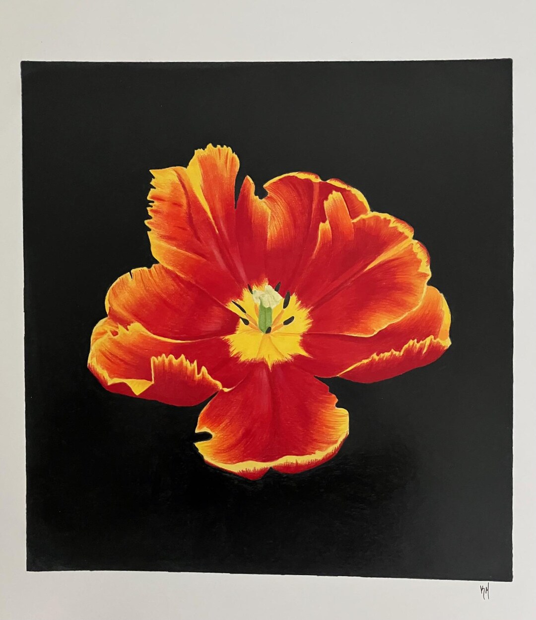 Original Tulip Colored Pencil Drawing 11x14 Inches - Etsy