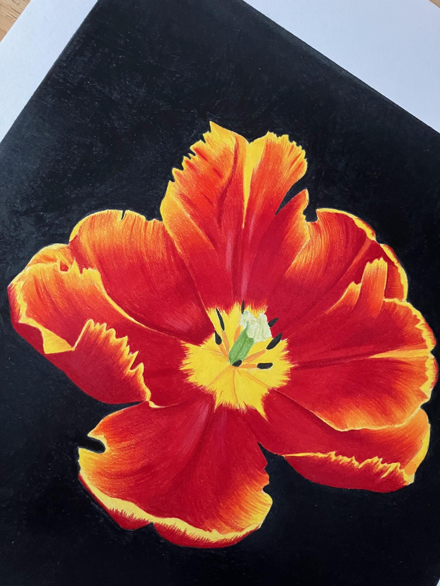 Original Tulip Colored Pencil Drawing 11x14 Inches - Etsy
