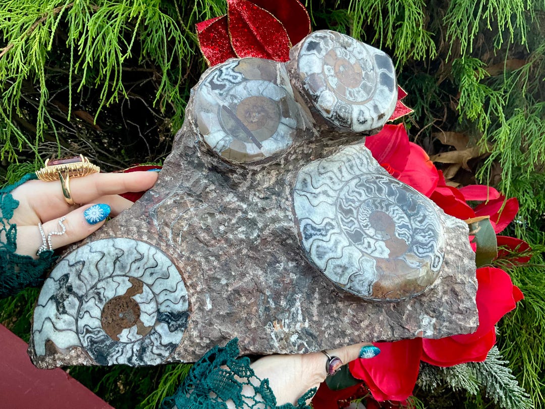 Ammonite Fossil Large 10 Lb. 8 Oz. Polished Cluster 12 Long 65 Million ...