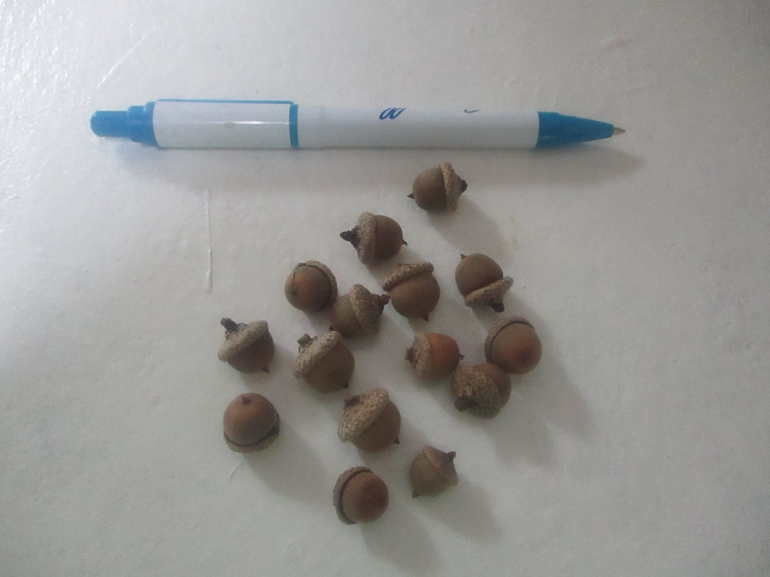 Miniature Lot of Real Acorns for Mini Designs and Displays - Etsy