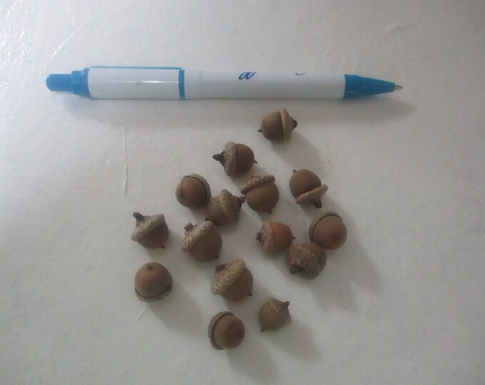 25 Acorns WITH Caps for Crafts, Real Acorns, NO Cracks, Natural Buffed ...
