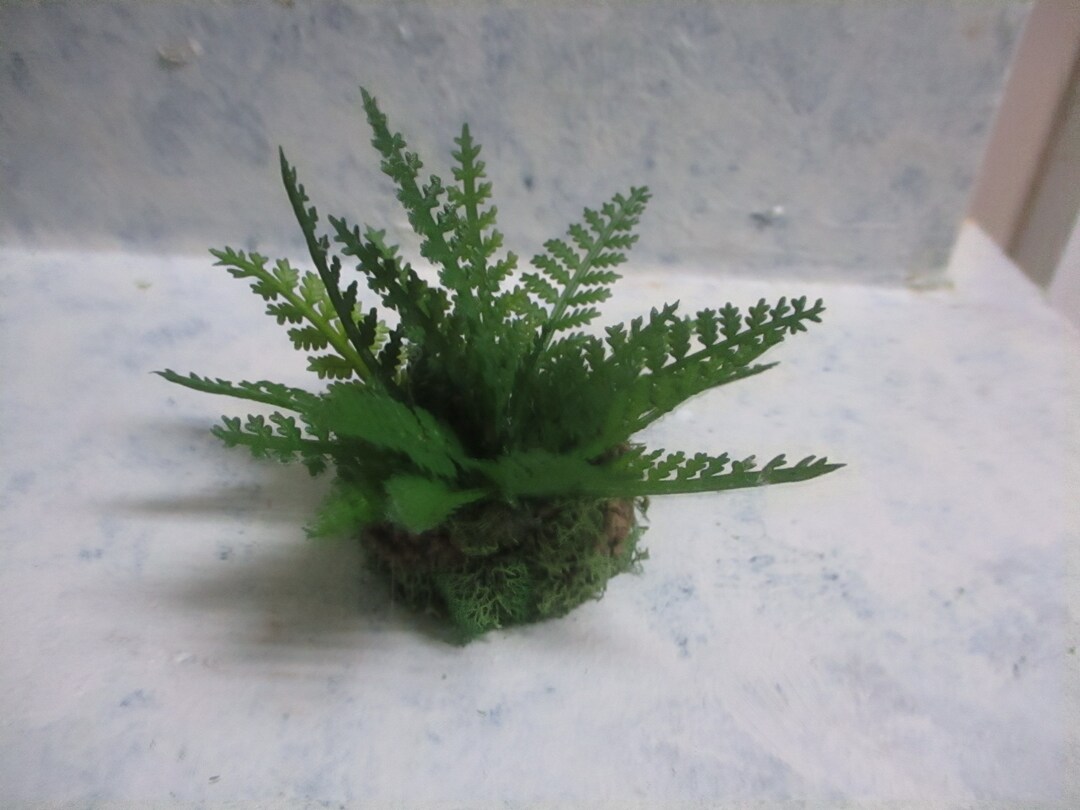 Miniature Doll/dollhouse/diorama/tropical 3h Fern/polymer Base/moss and ...